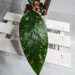 Hoya Sp. Gayo Lues ships From Austin TX - Etsy