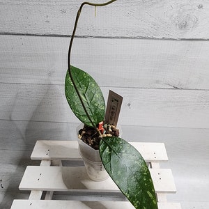 Hoya Sp. Gayo Lues ships From Austin TX - Etsy