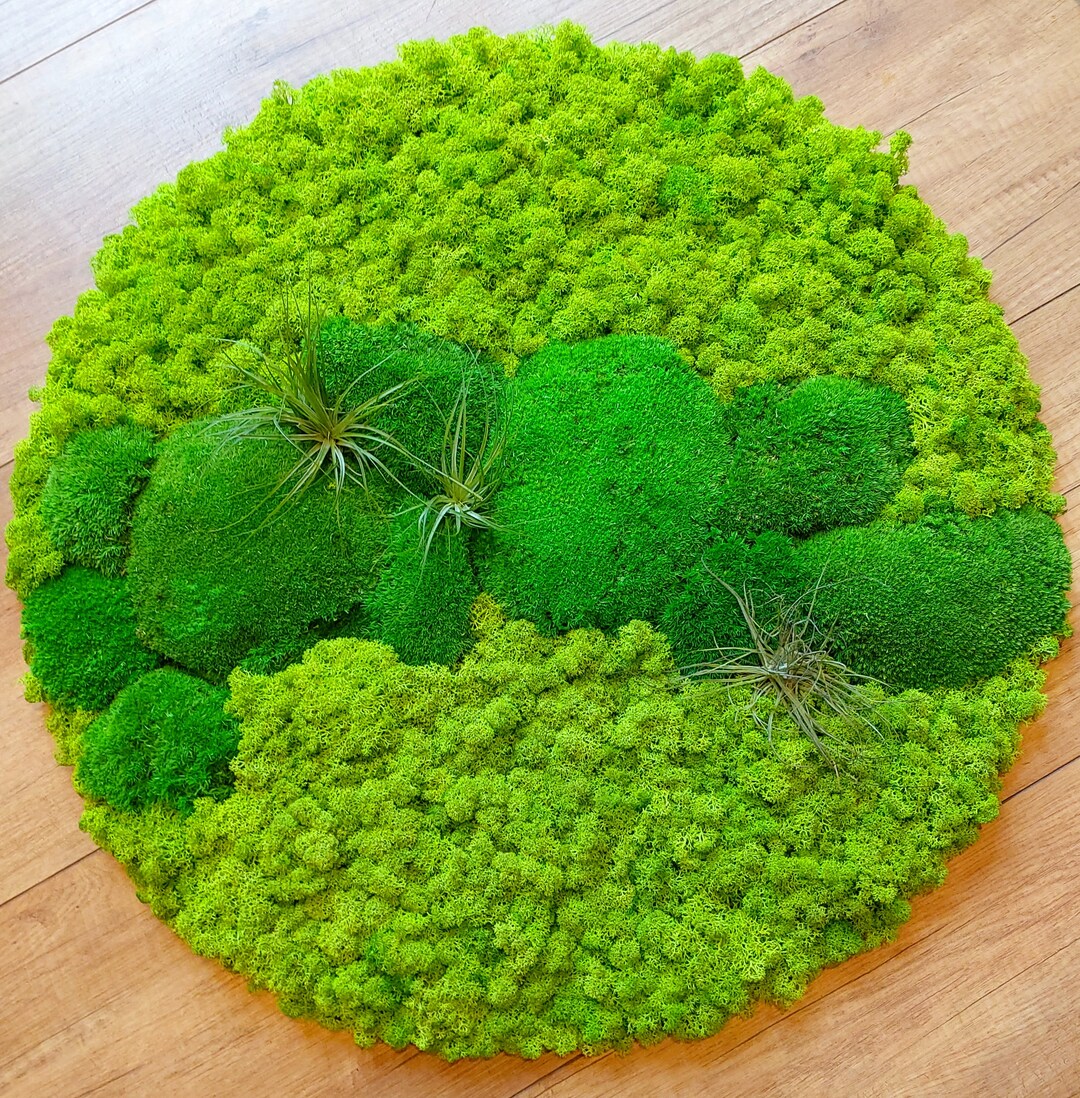Round Moss Picture, Moss Design Sustainable, Plant Wall, Mural, Bale ...