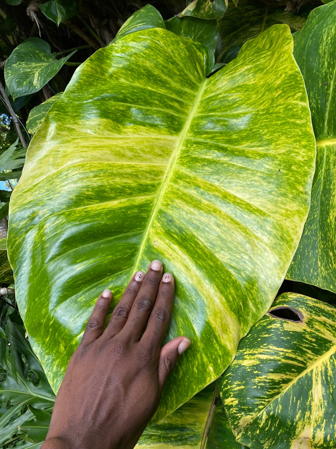 GIANT Variegated Golden Pothos Cutting (16"- 20") Organically Grown ...