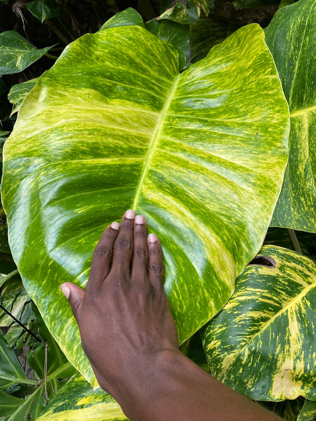 XL Variegated Golden Pothos Cutting (10"- 15") Organically Grown ...
