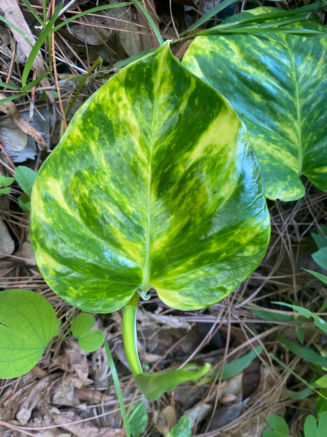 LARGE Variegated Golden Pothos Cutting (4-6") Organically Grown ...