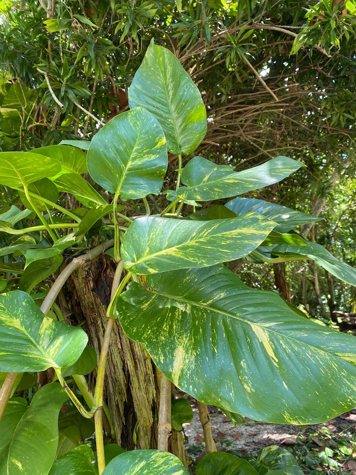 GIANT Variegated Golden Pothos Cutting (16"- 20") Organically Grown ...