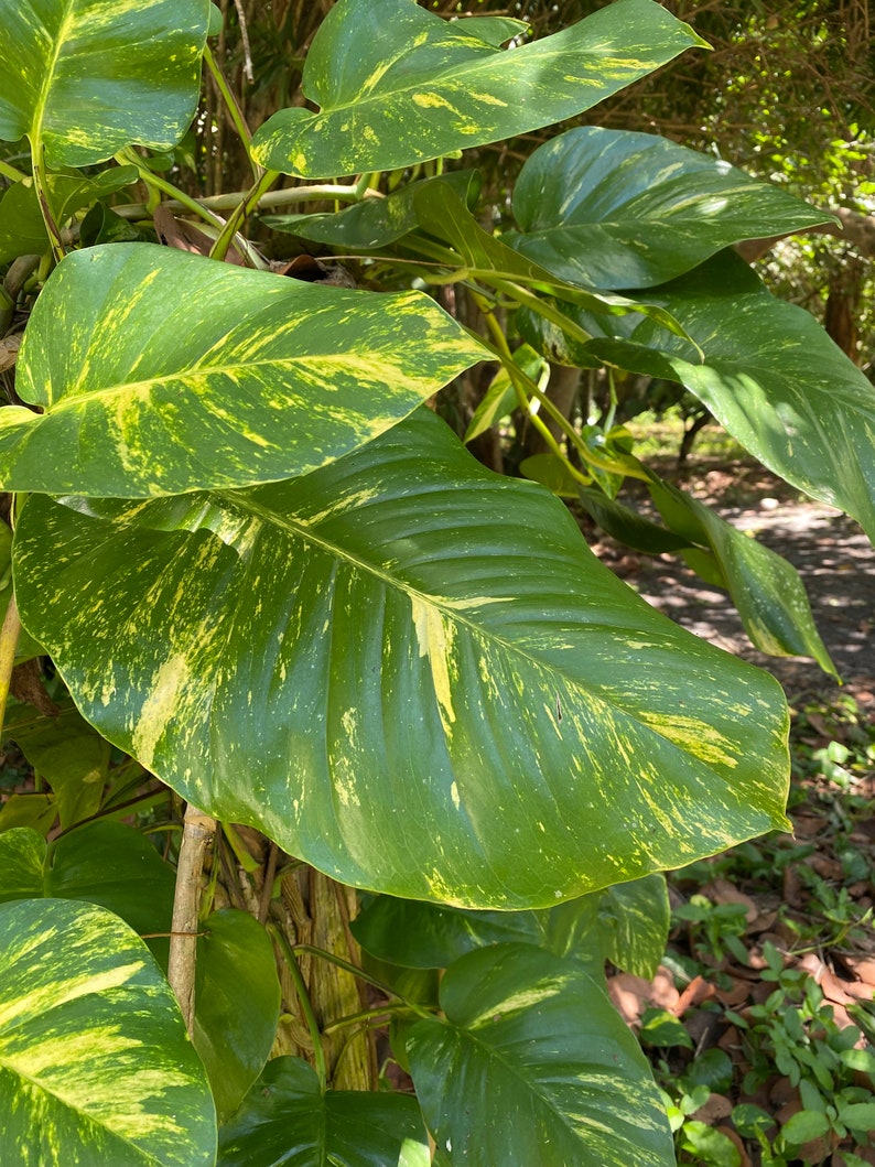 XL Variegated Golden Pothos Cutting (10"- 15") Organically Grown ...
