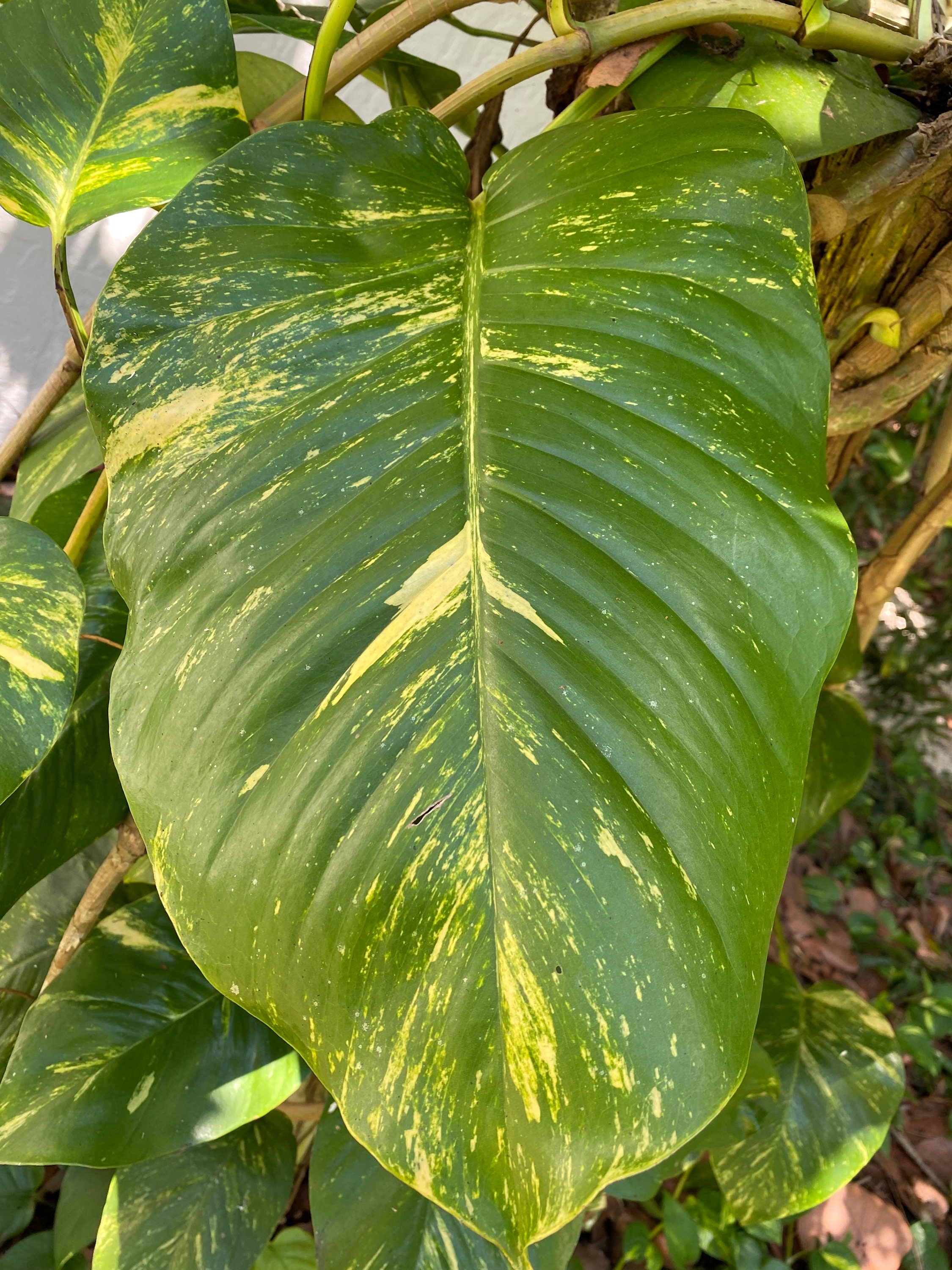 GIANT Variegated Golden Pothos Cutting (16"- 20") Organically Grown ...
