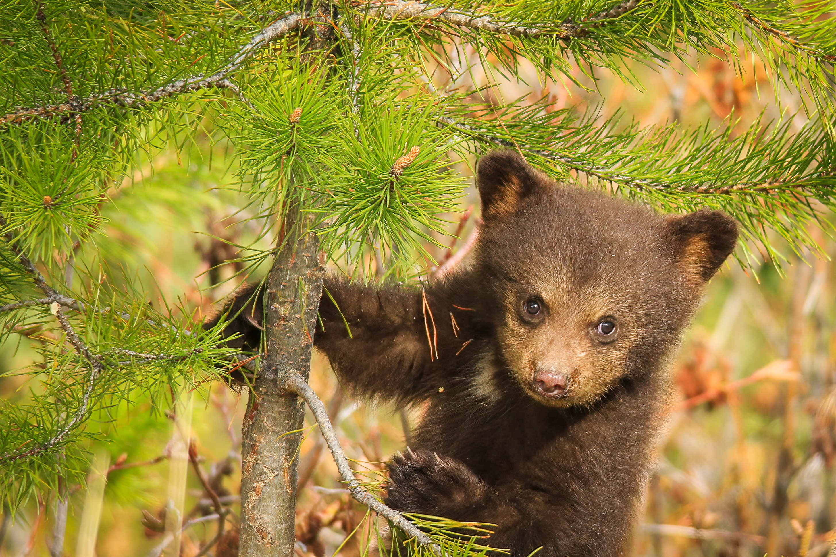 Baby Bear In Tree