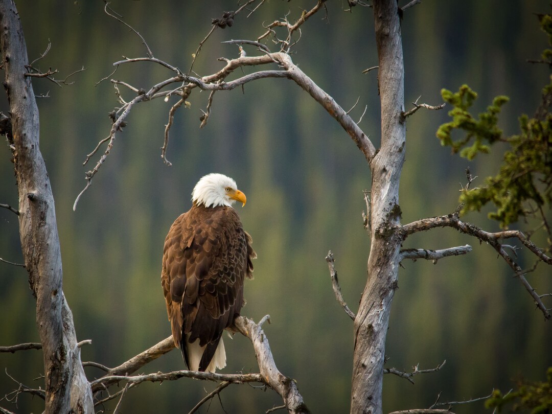 Bald Eagle Print, Eagle Wall Art, Bald Eagle Art Print, - Etsy