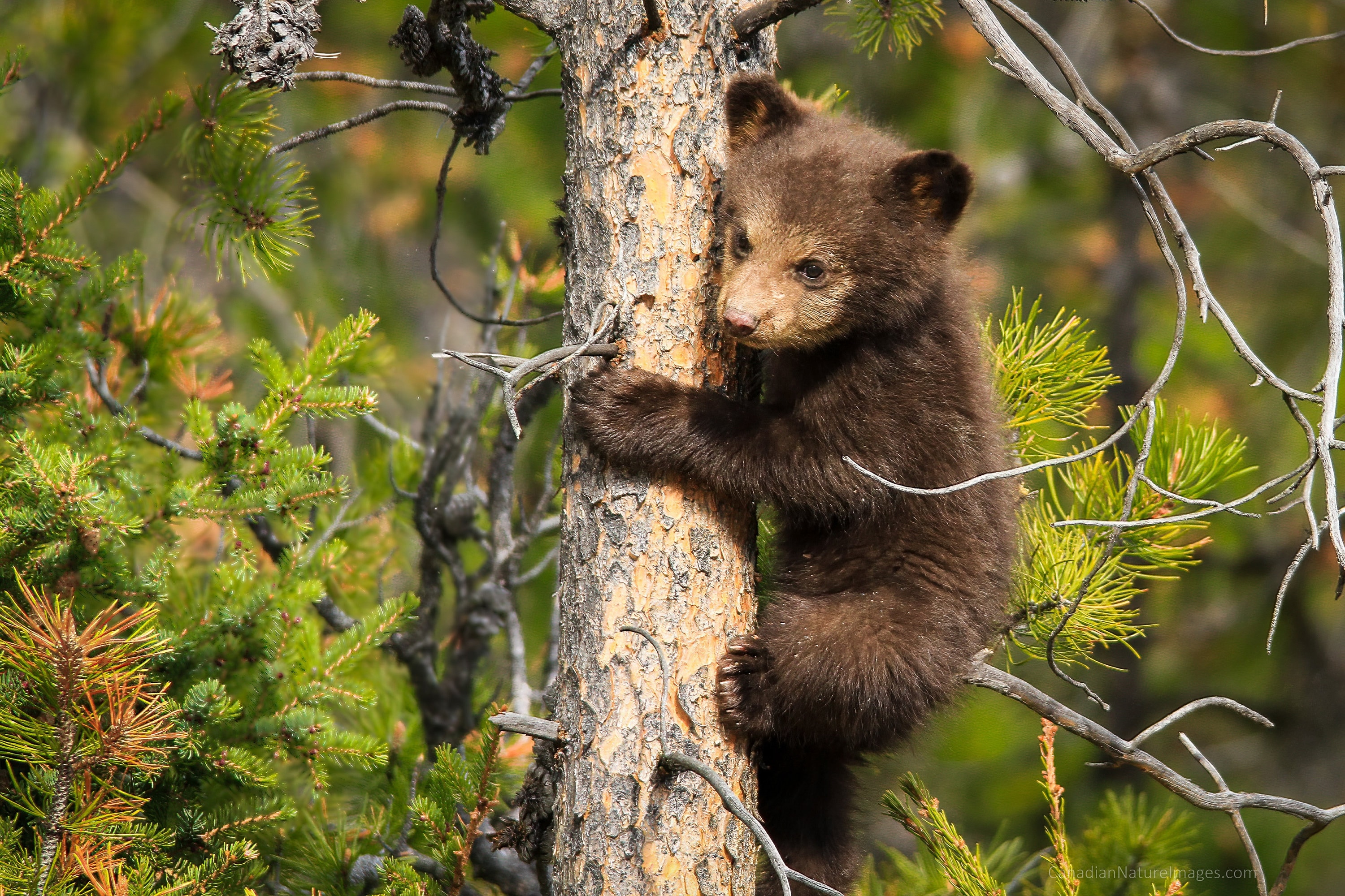 Baby Bear In Tree
