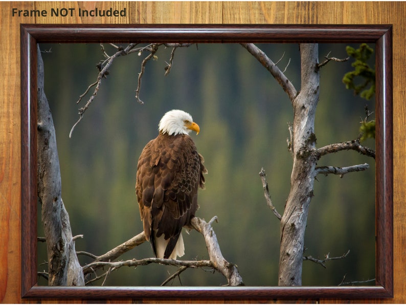 Bald Eagle Print, Eagle Wall Art, Bald Eagle Art Print, - Etsy