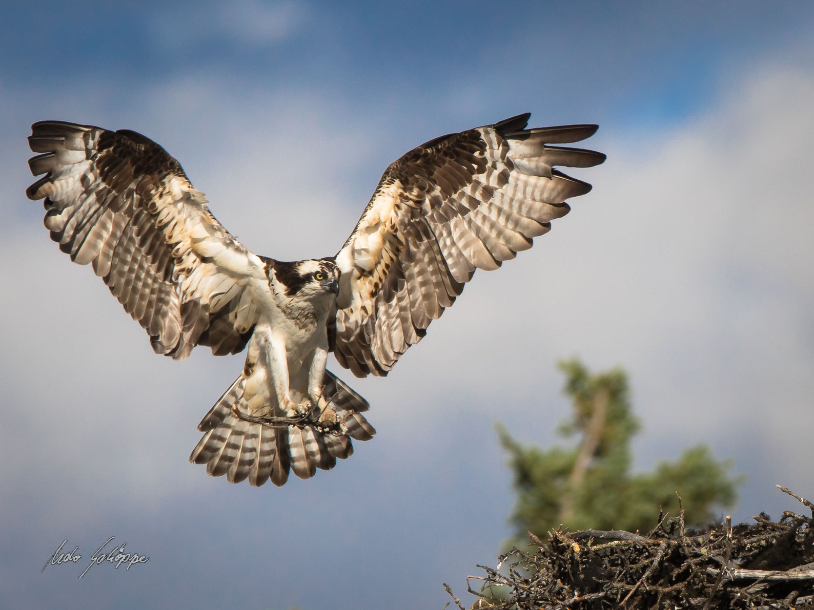Osprey Flying, Osprey Print, Osprey Photo, Bird Photography, Flying ...