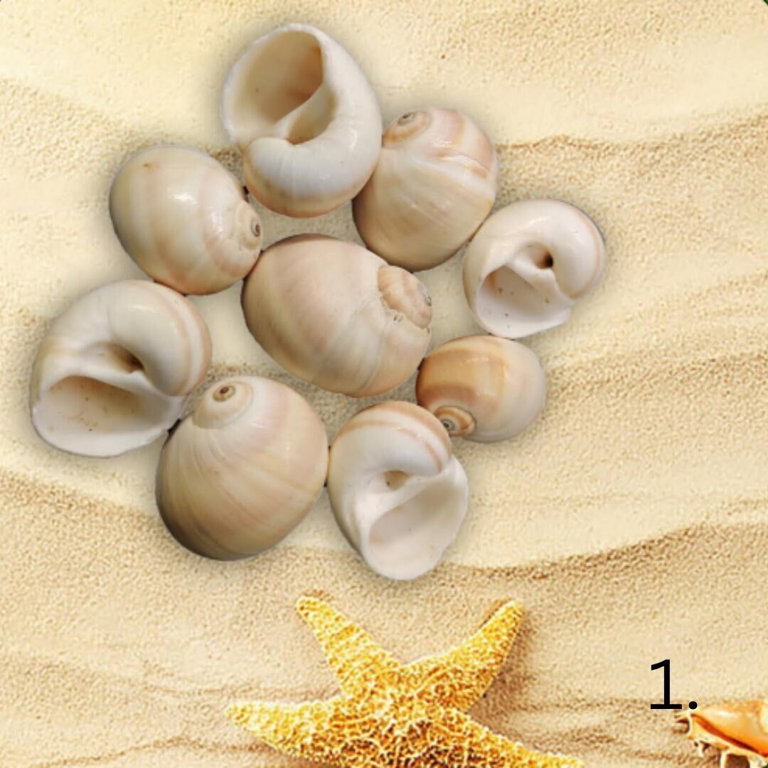 Big Ocean Sea Shell Pack of 100 Grams Assorted Sea Shell - Etsy
