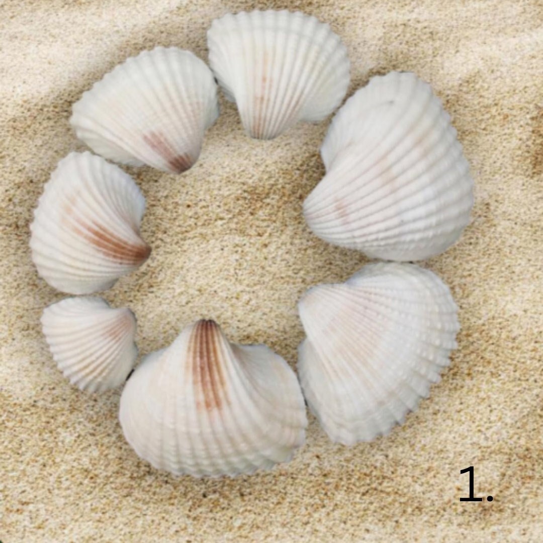 Big Ocean Sea Shell Pack of 100 Grams Assorted Sea Shell Beach Wedding ...