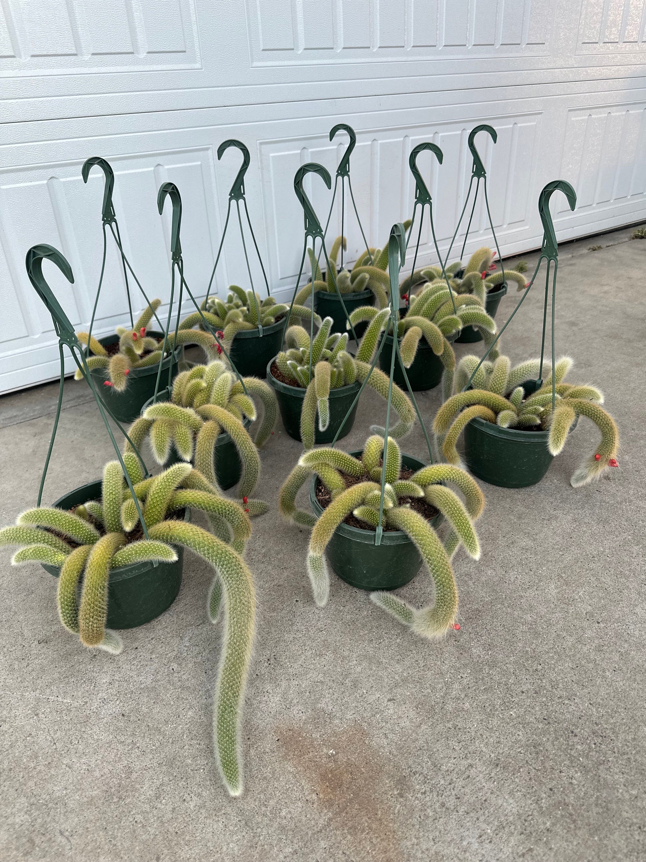 Huge Bundle of 10 Big Monkey Tail Cactus Plants - Etsy