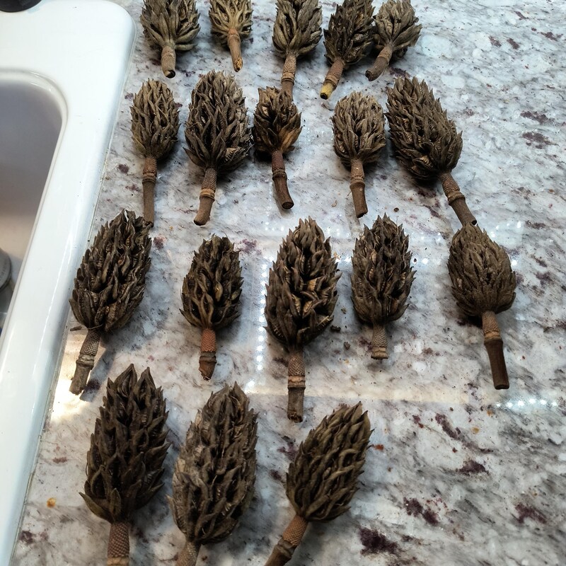 Magnolia Cones - Etsy