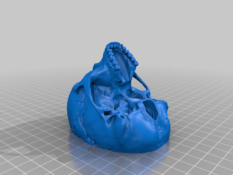 Skull Model - STL File - Etsy