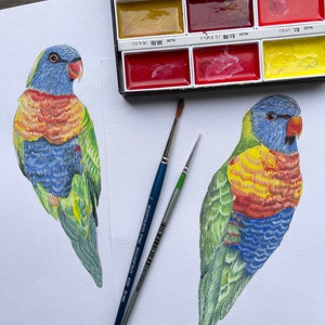 Australian Native Bird Print Kookaburra Black Cockatoo Rainbow Lorikeet ...