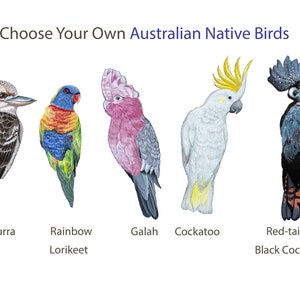 Australian Native Bird Print Kookaburra Black Cockatoo Rainbow Lorikeet ...
