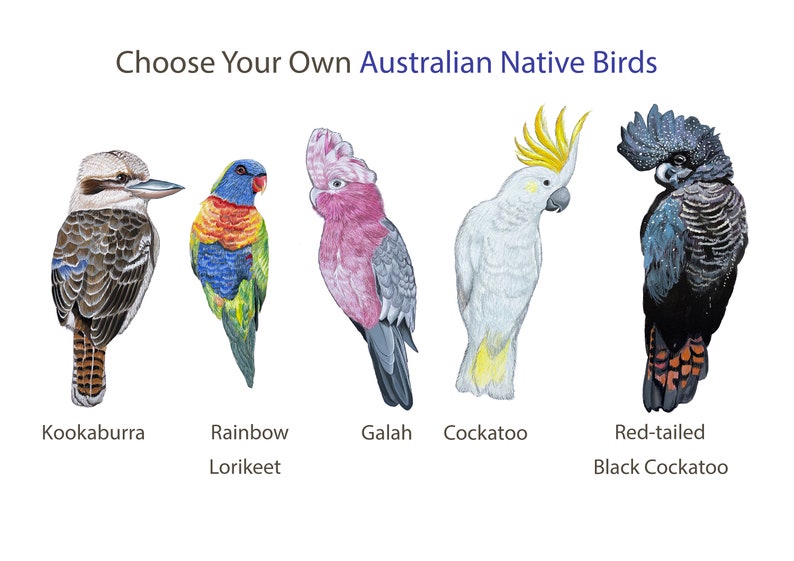 Australian Native Bird Print Kookaburra Black Cockatoo Rainbow Lorikeet ...