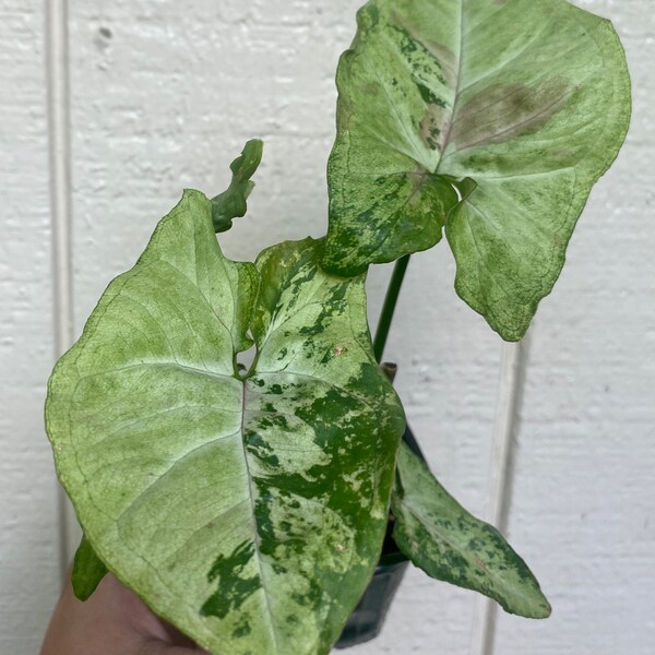 Syngonium Tricolor Confetti - Etsy