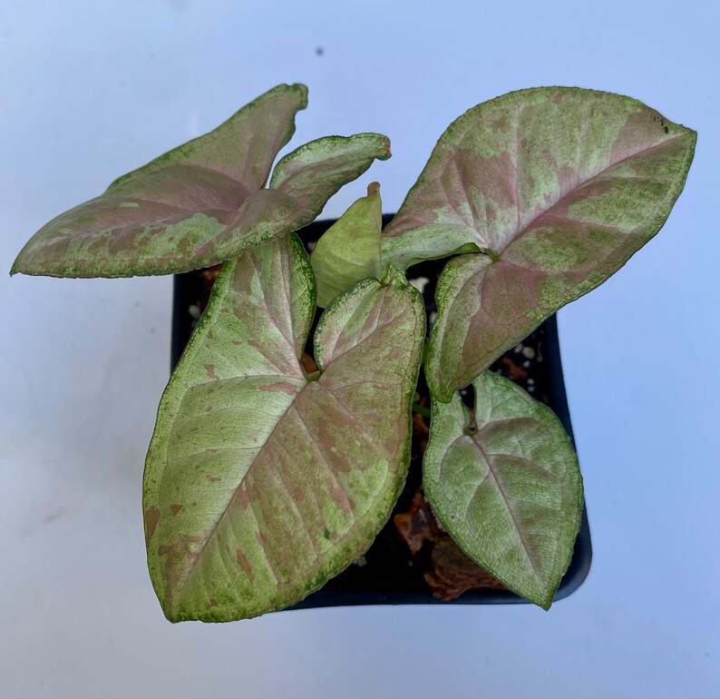 Syngonium Confetti Sport Mutation USA Seller - Etsy