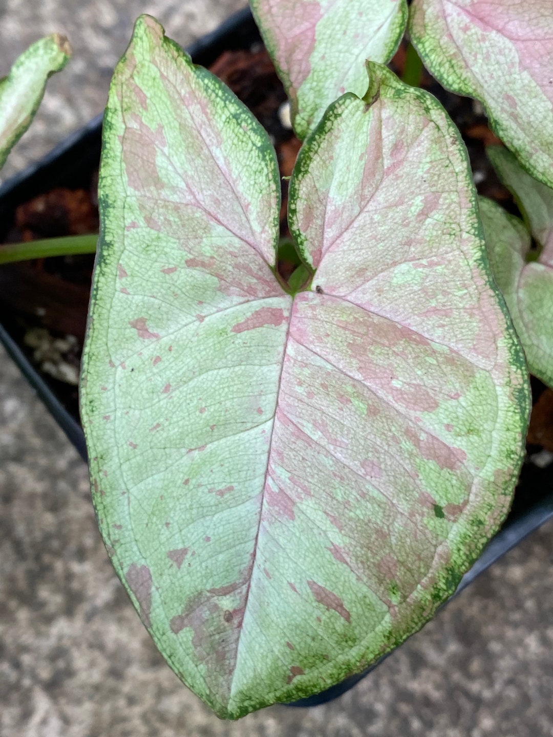 Syngonium Confetti Sport Mutation USA Seller - Etsy