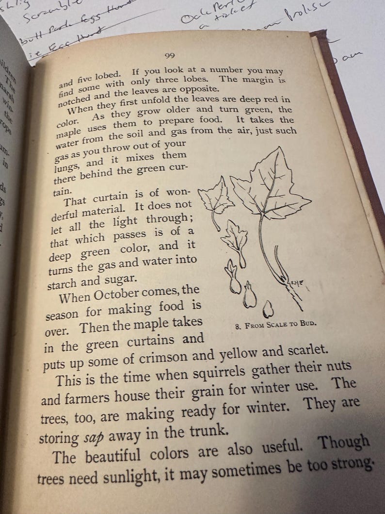 Susan Stokes 1899 Ten Common Trees American Book Company Board of ...