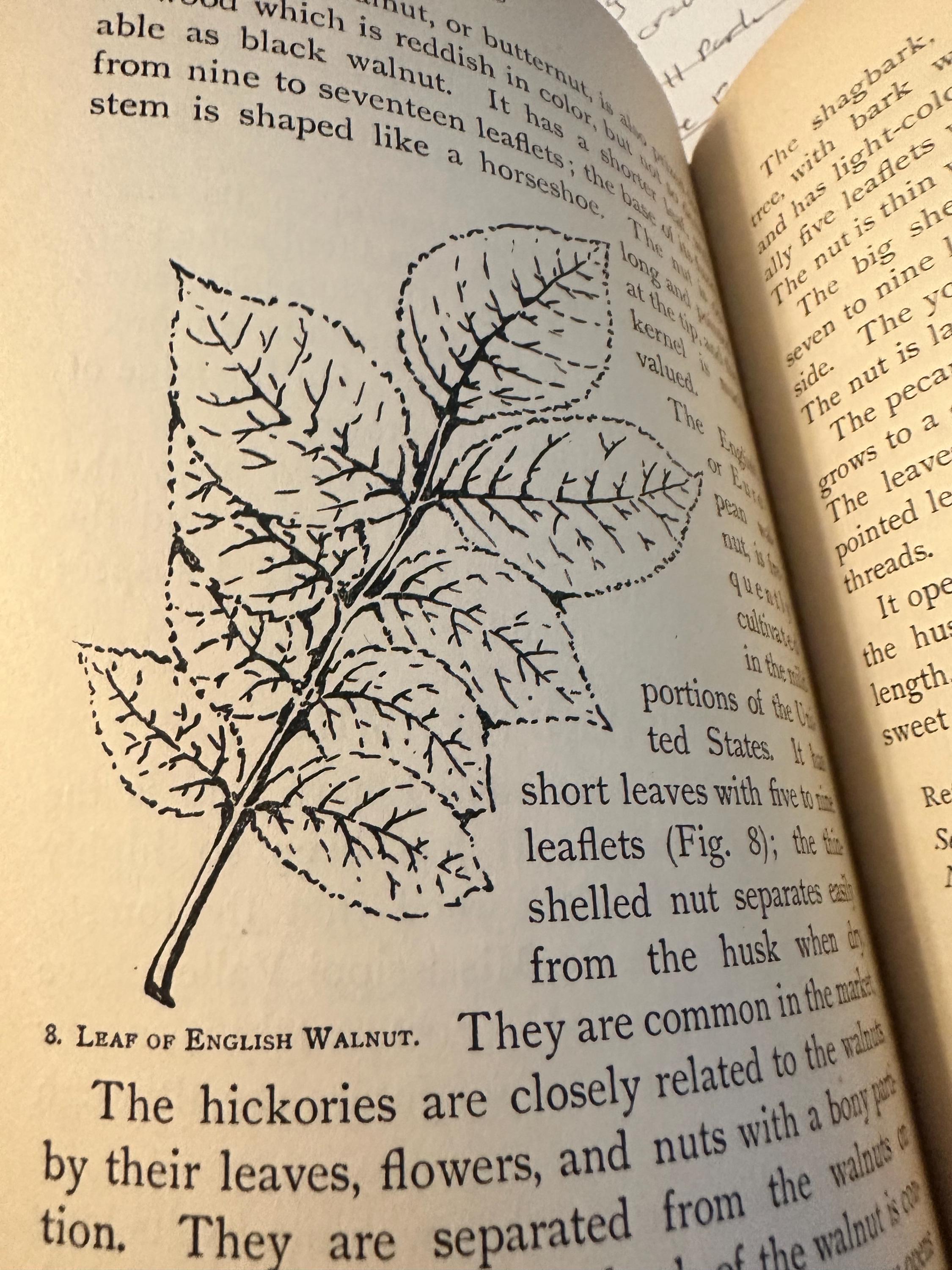 Susan Stokes 1899 Ten Common Trees American Book Company Board of ...
