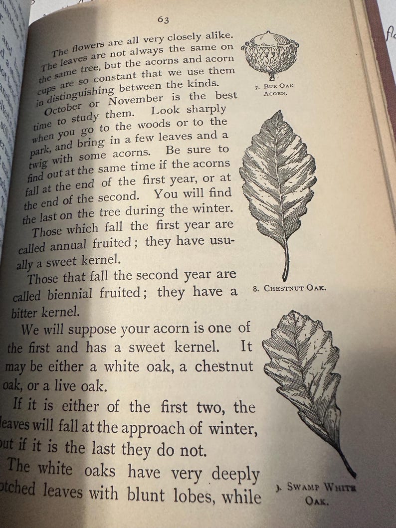 Susan Stokes 1899 Ten Common Trees American Book Company Board of ...