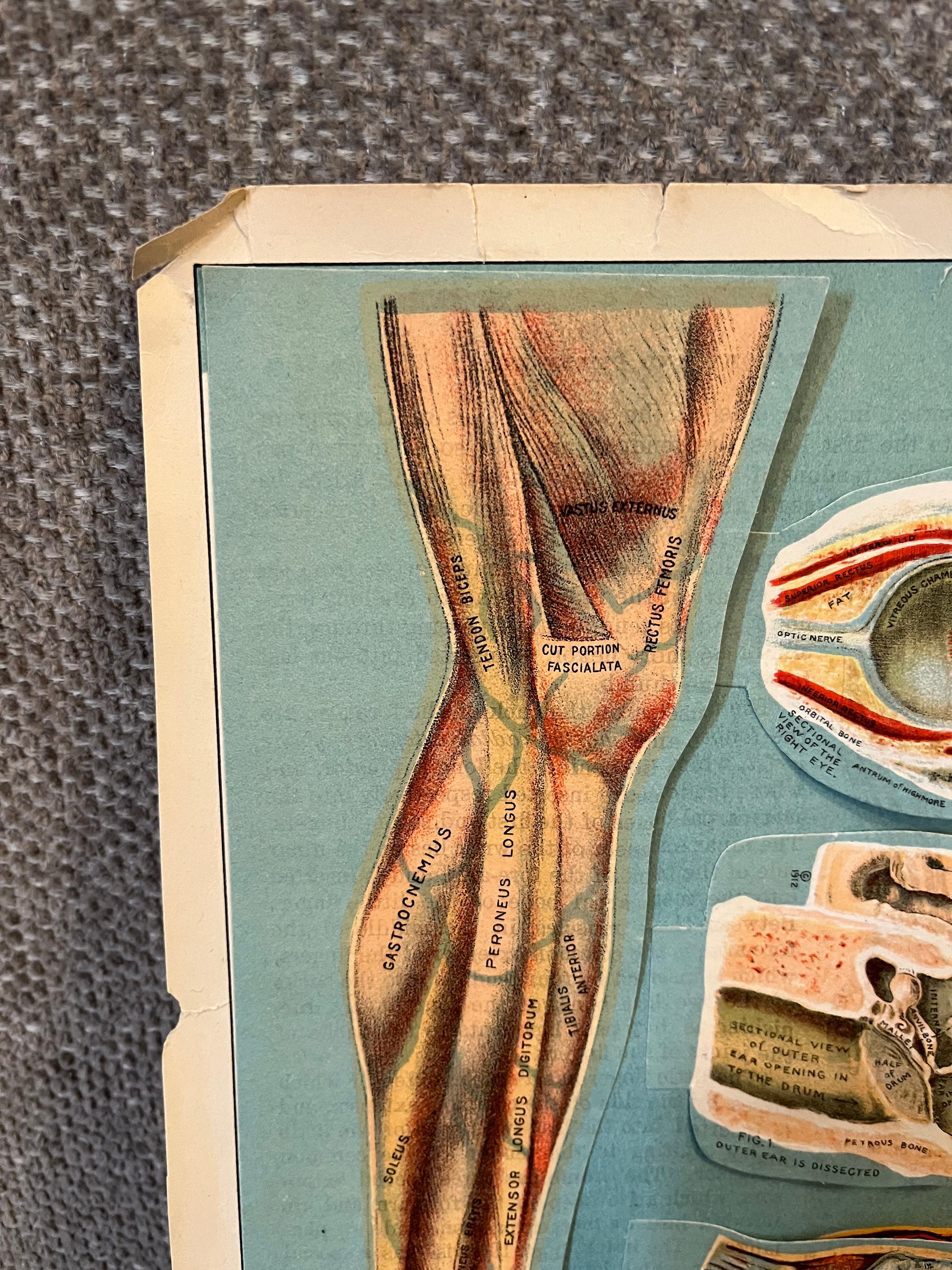 1912 Wagner Anatomy Medical Diagram - Etsy