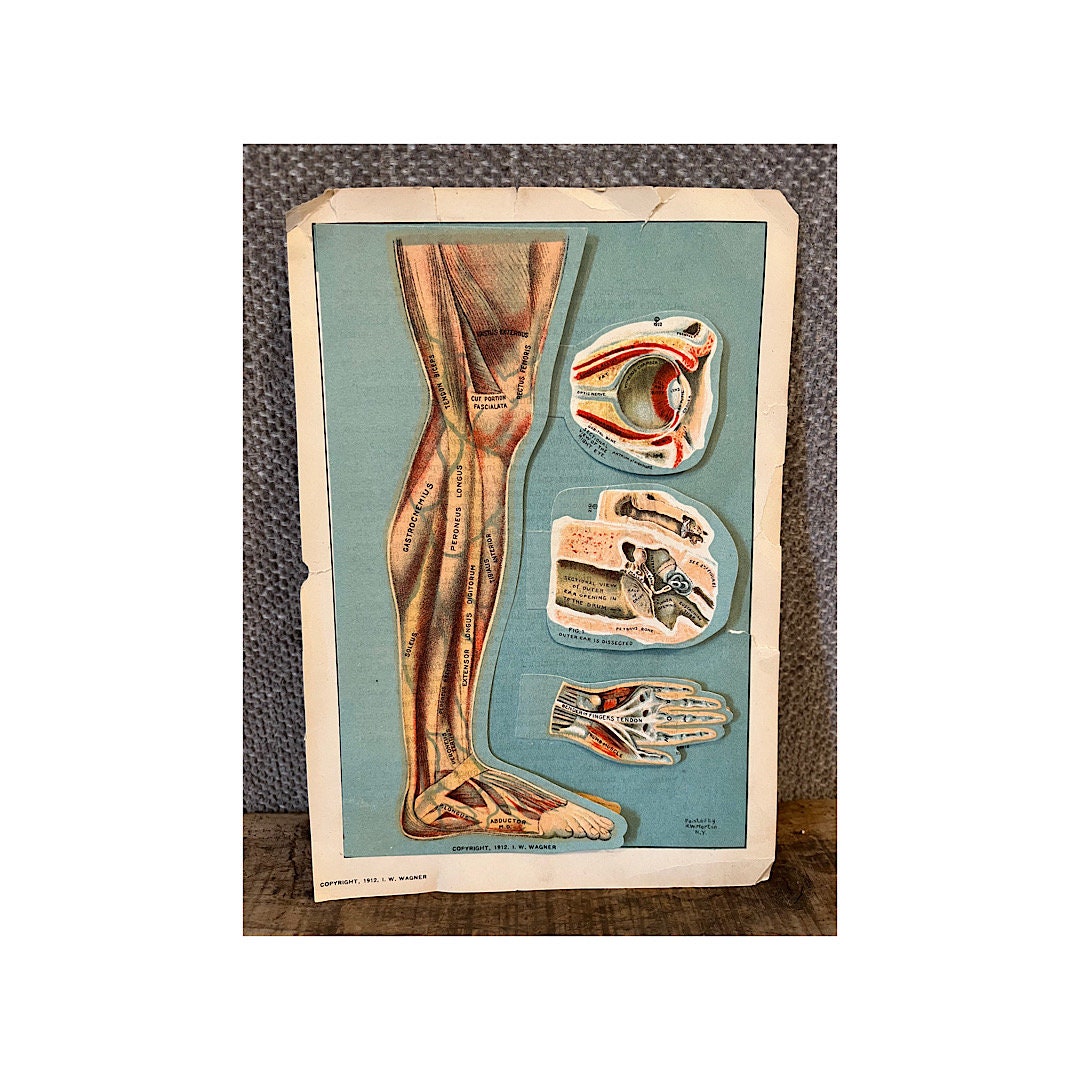 1912 Wagner Anatomy Medical Diagram - Etsy