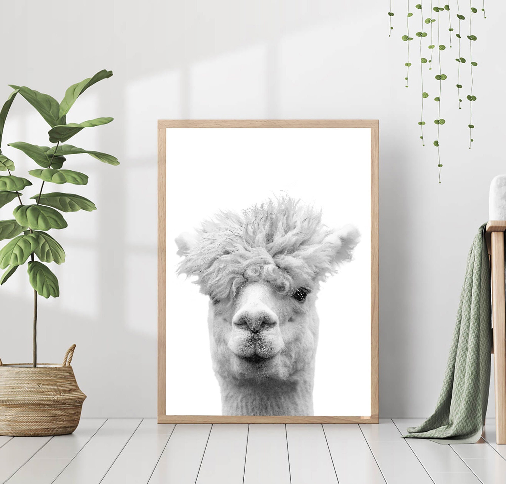 Alpaka Lama Poster Schwarz Weiss Foto Kinderzimmer Bauernhof Tier Wand ...