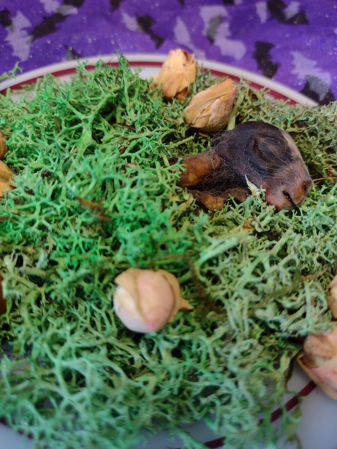 Mummified Baby Rabbit and Dried Flora Display Art - Etsy