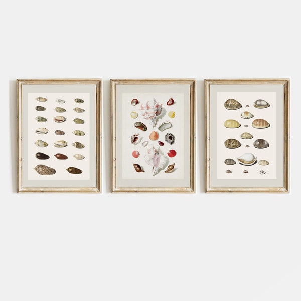 Shell Art Print - Etsy