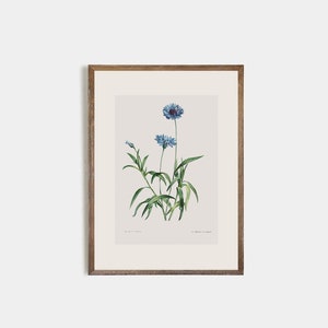 Set of 4 Vintage Blue Flower Drawings, Set of 4 Antique Botanical ...