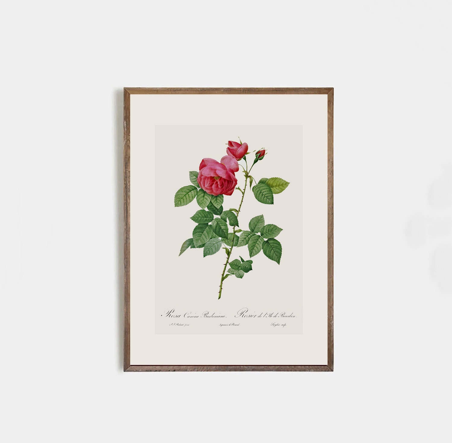 Set of Antique Rose Drawings I Botanical Decor I Vintage - Etsy