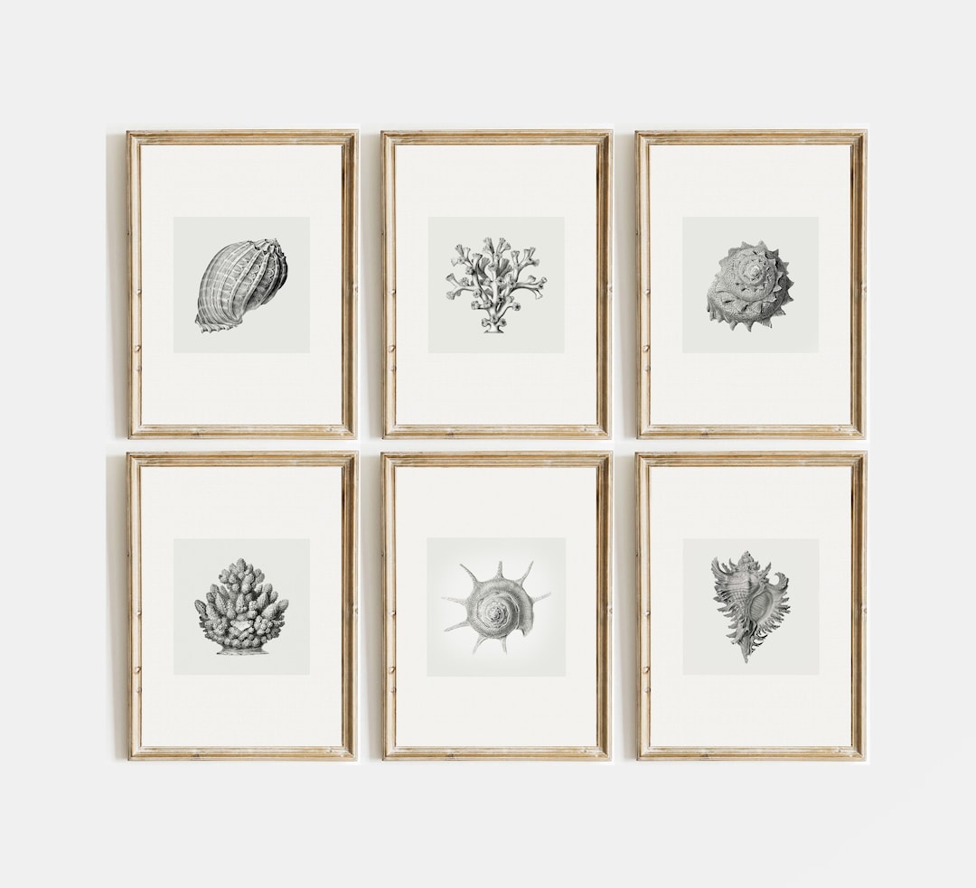 Set of 6 Minimalist Seashell Print Seashells Art Print - Etsy