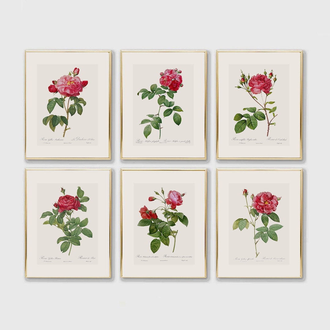 Set of Antique Rose Drawings I Botanical Decor I Vintage Rose Drawing I ...