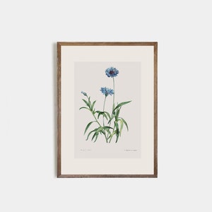 Minimalist Vintage Blue Flower Drawing, Set of 9 Antique Botanical ...
