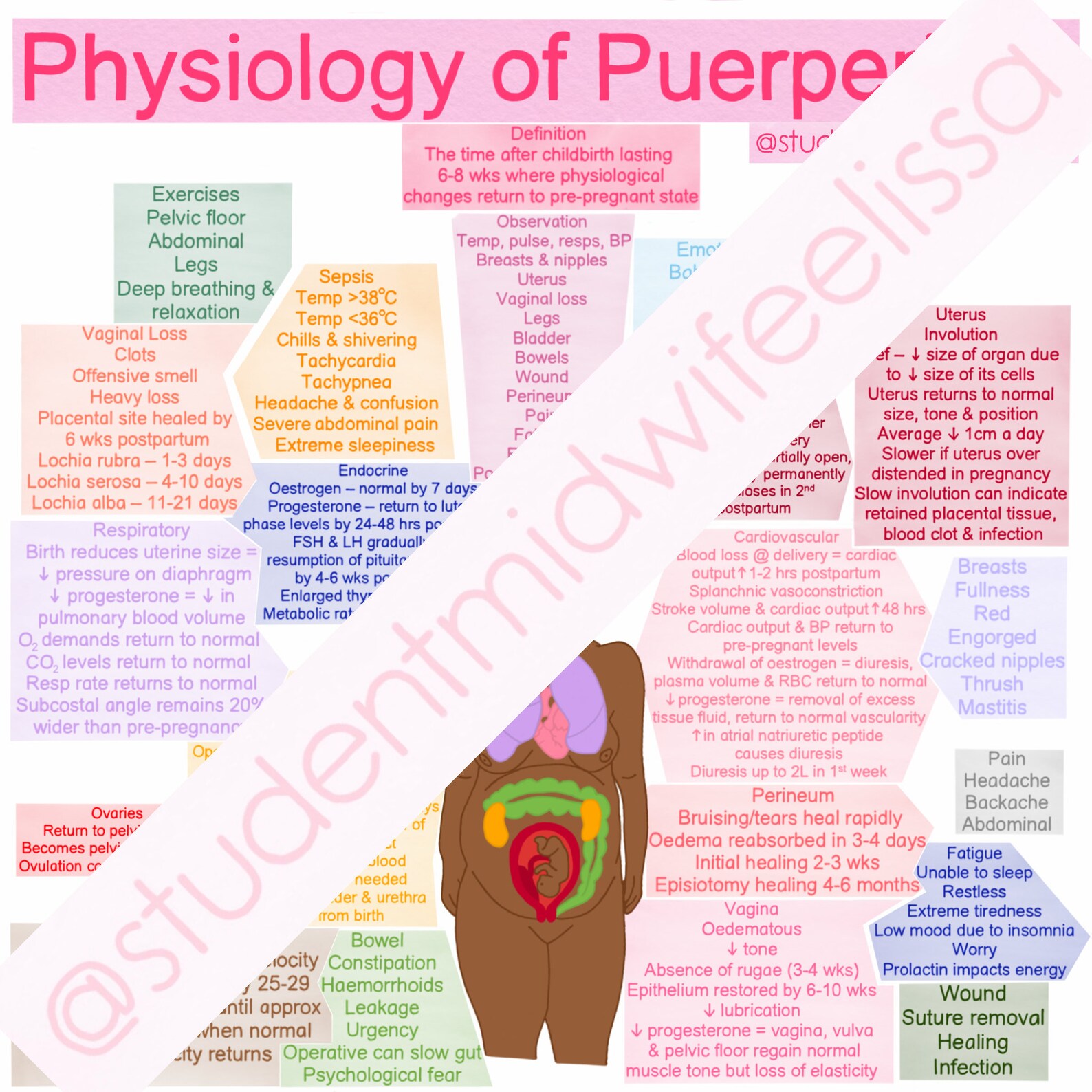 Physiology of Pregnancy & the Puerperium - Digital Download Midwifery ...