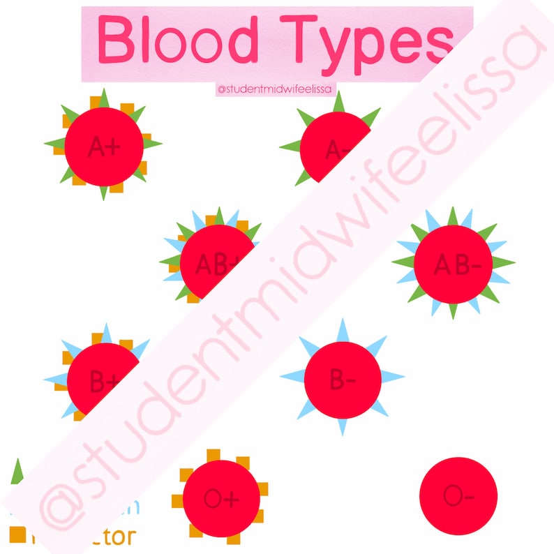 Blood & Cardiovascular System Nursing/midwifery Notes Digital Download ...