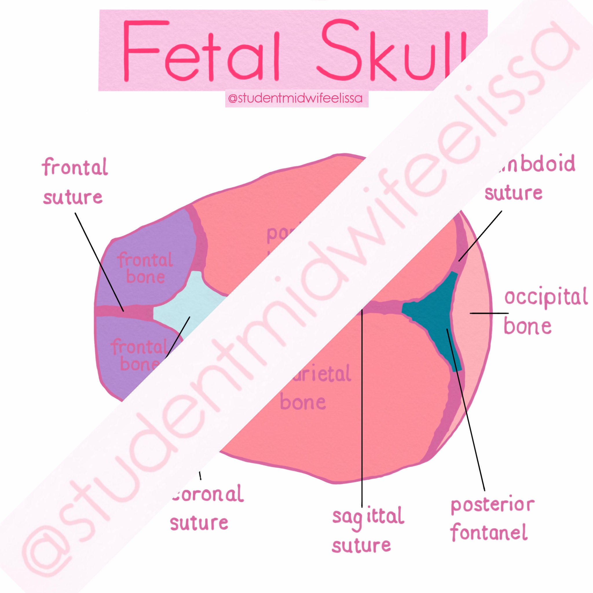 Fetal Skull & Presentations Pack - Digital Download Midwifery Notes - Etsy
