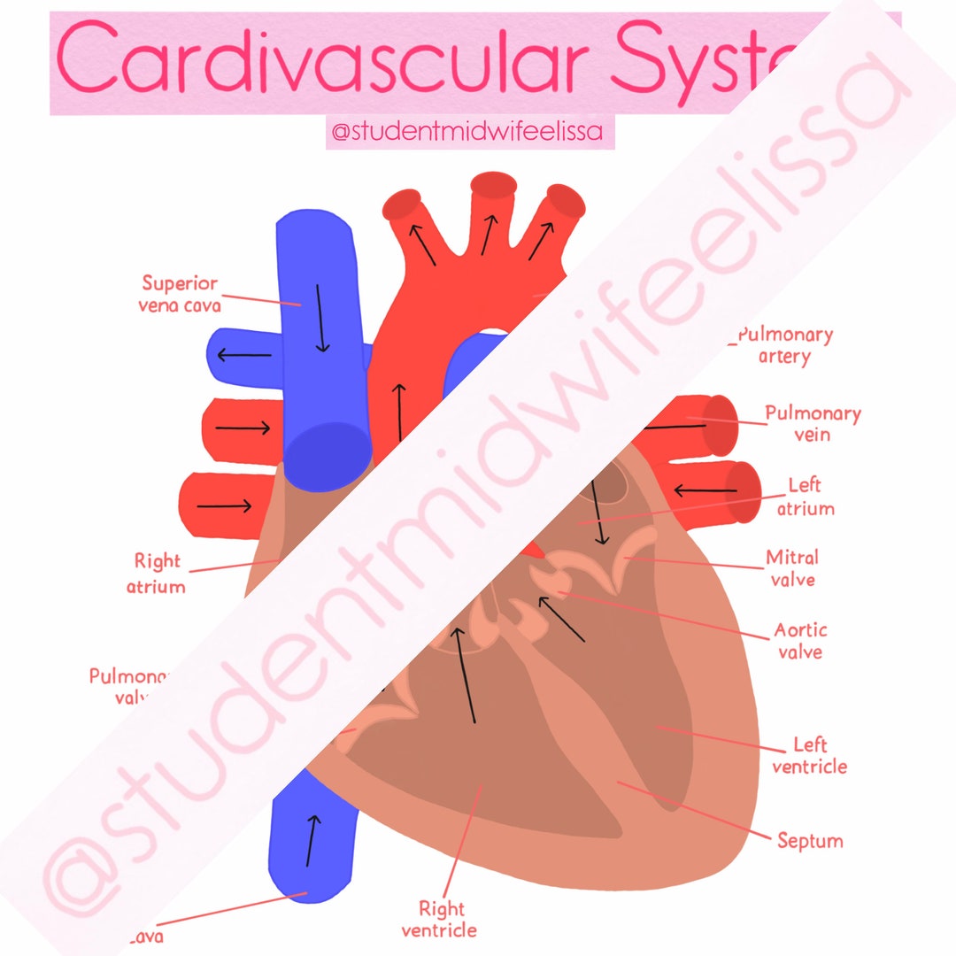 Blood & Cardiovascular System Nursing/midwifery Notes - Digital ...