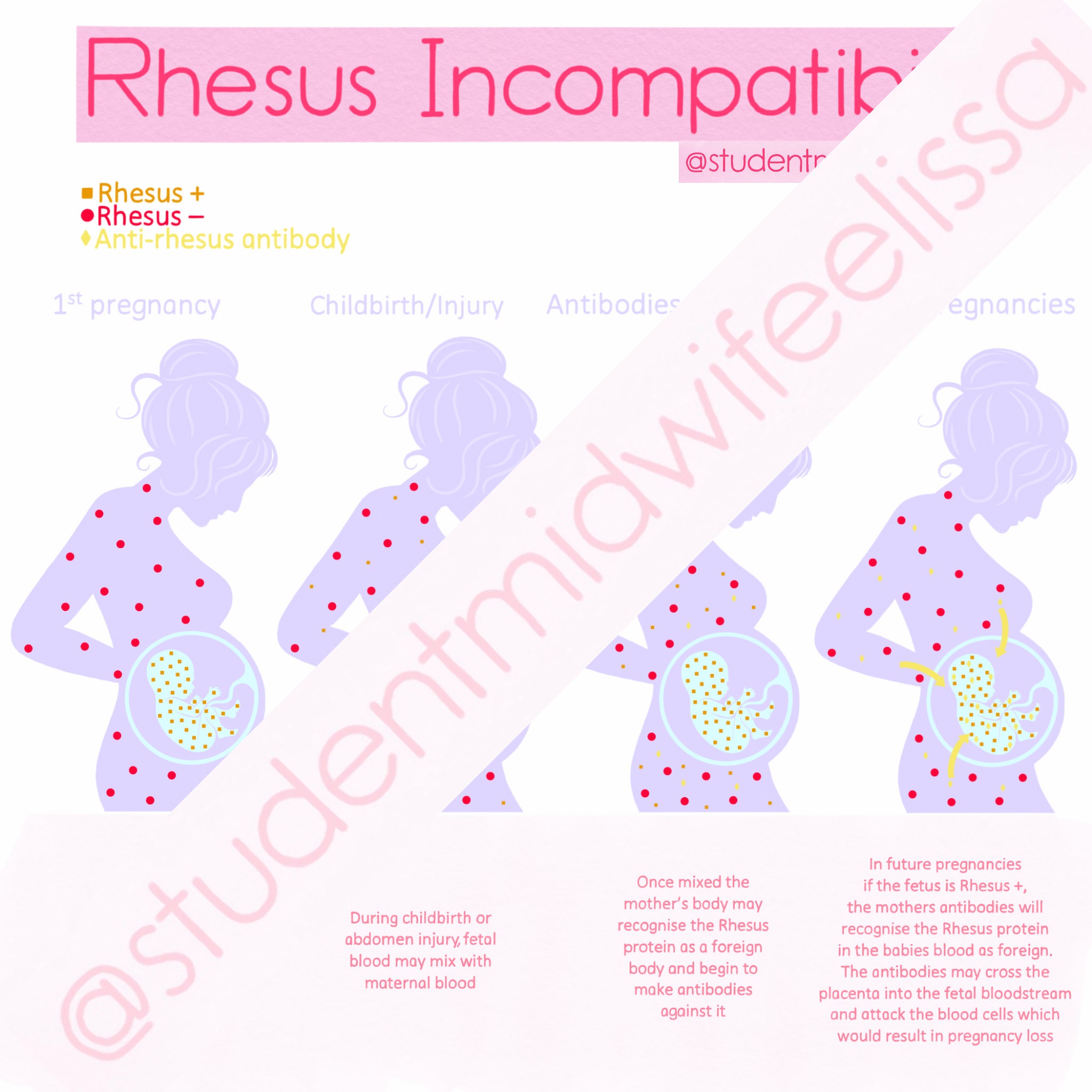 Blood & Cardiovascular System Nursing/midwifery Notes - Digital ...