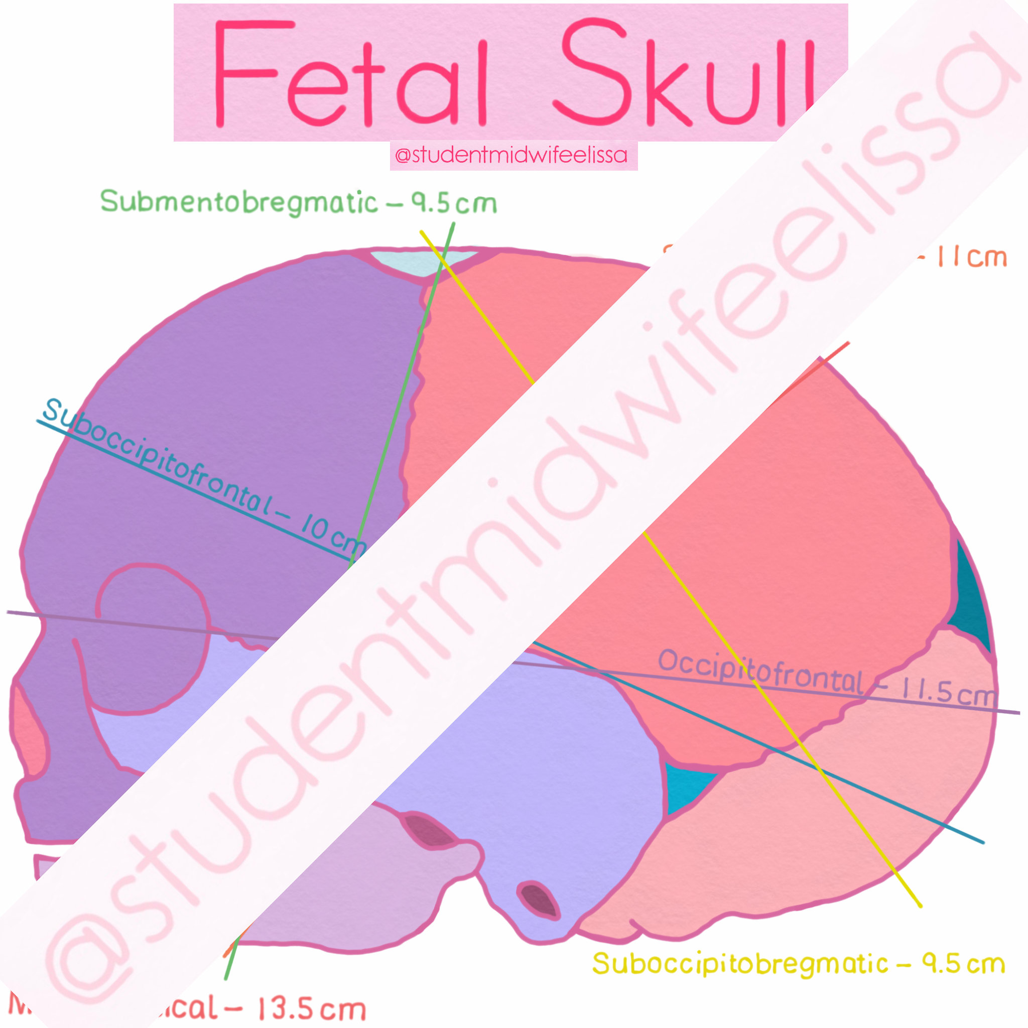 Fetal Skull & Presentations Pack - Digital Download Midwifery Notes - Etsy