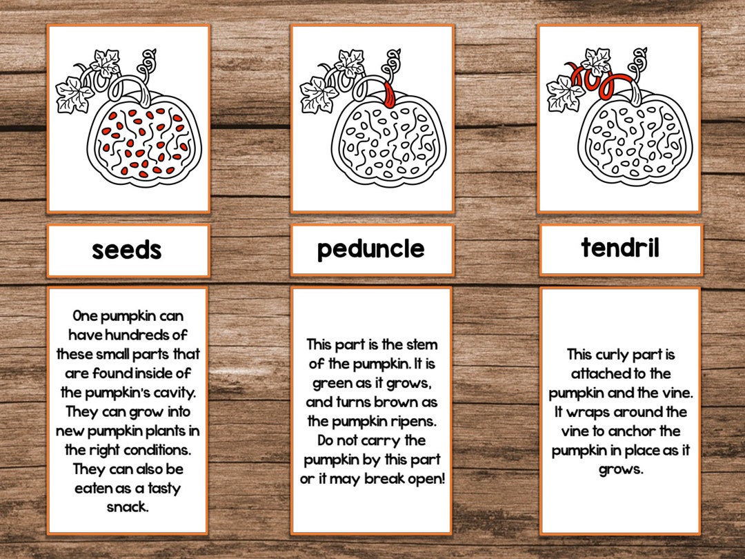 Parts of a Pumpkin Montessori 3 Part Cards - Etsy