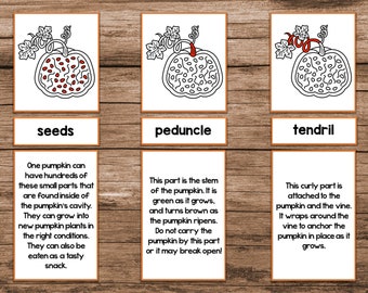 Parts of a Pumpkin Puzzle With Nomenclature Cards (6-9) | Montessori ...