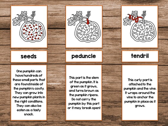 Parts of a Pumpkin Montessori 3 Part Cards - Etsy