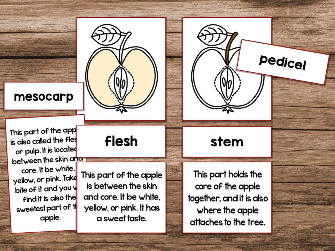 Parts of an Apple Montessori 3 Part Cards - Etsy