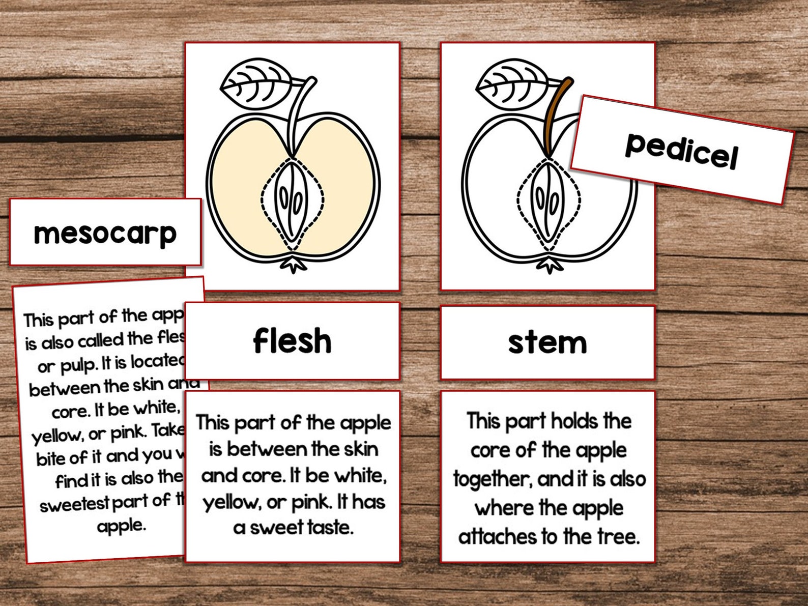 Parts of an Apple Montessori 3 Part Cards - Etsy