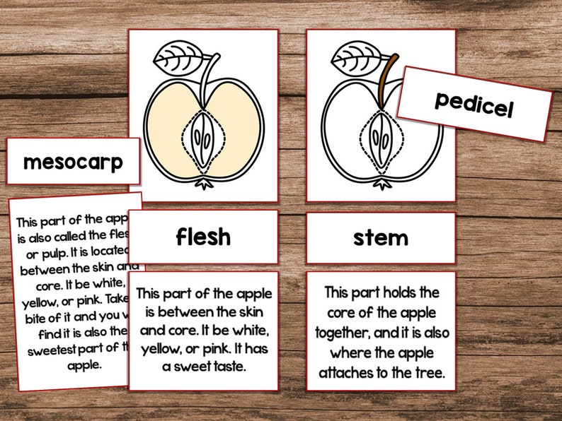 Parts of an Apple Montessori 3 Part Cards - Etsy